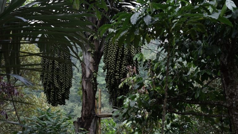 AREN: POHON KAYA MANFAAT – Radar Edukasi