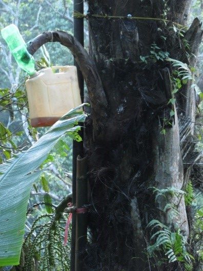 AREN: POHON KAYA MANFAAT – Radar Edukasi